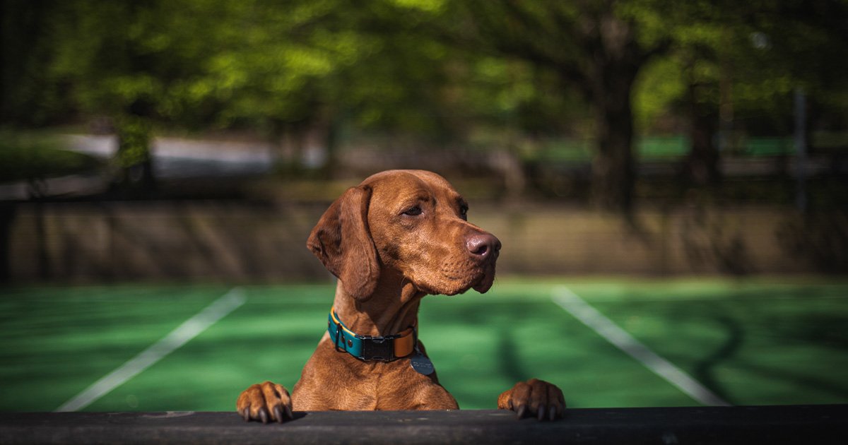 4hound - Essentials for dogs and owners